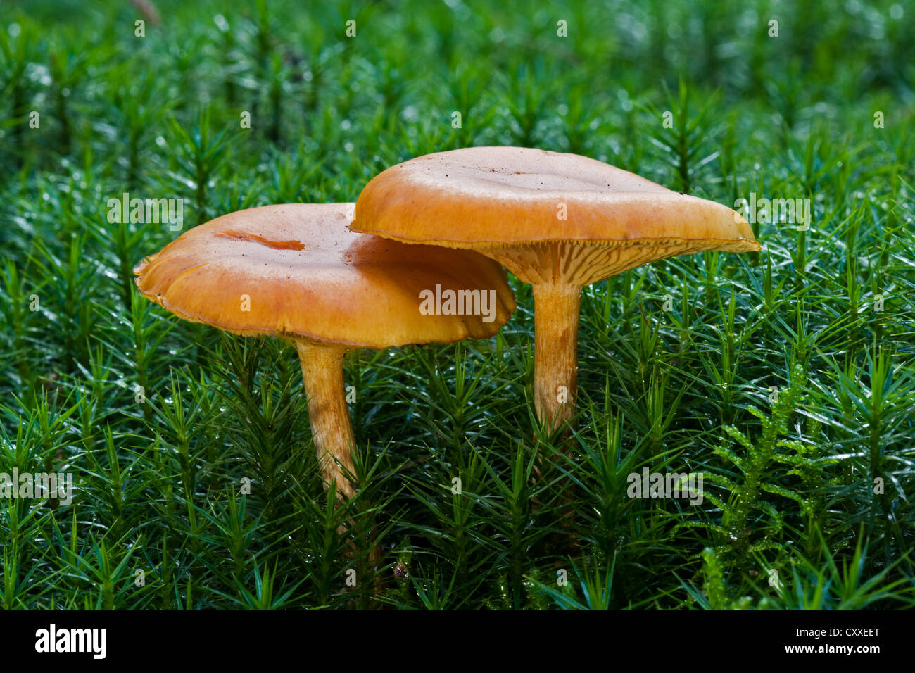 Velvet Foot growing on moss Stock Photo - Alamy