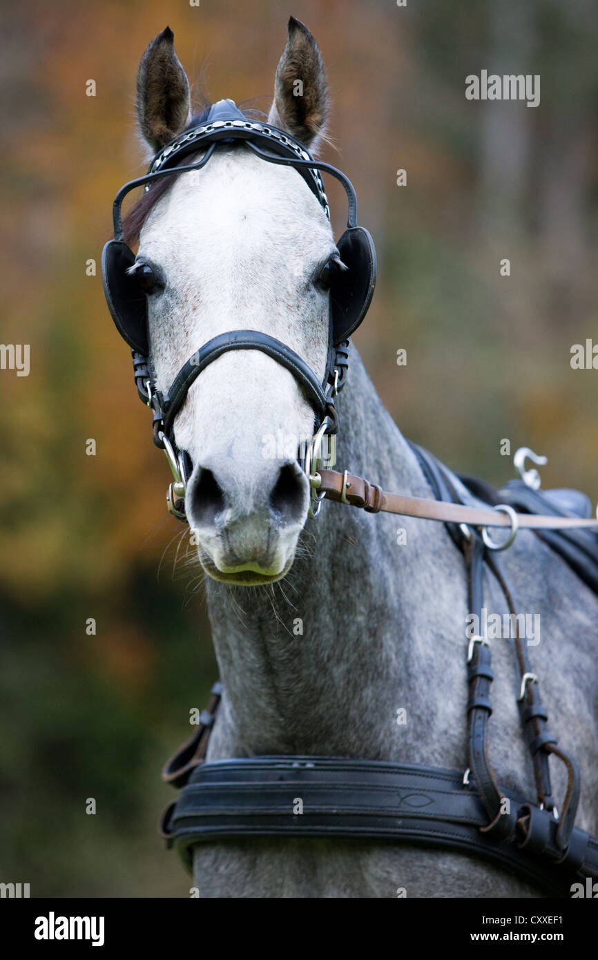 Dapple grey horses hi-res stock photography and images - Alamy