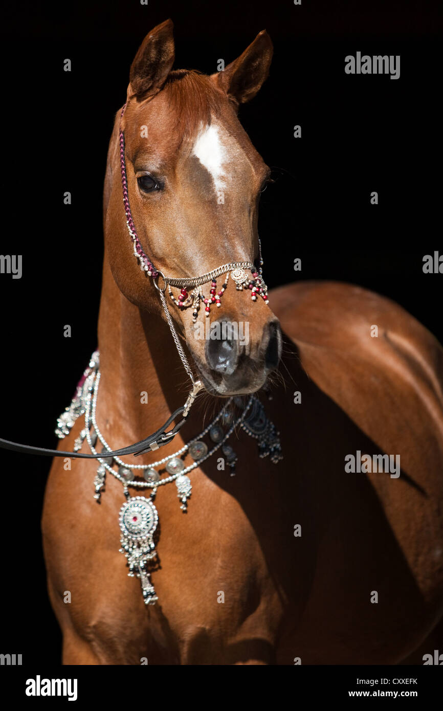 Chestnut coloured thoroughbred Arabian mare wearing a show halter and ...