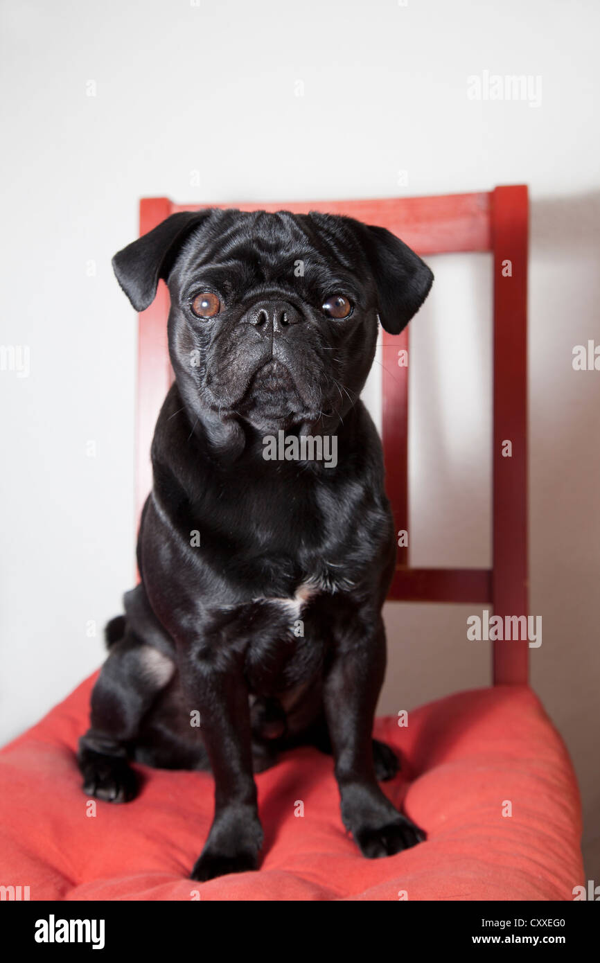 Black pug sitting on a red kitchen chair Stock Photo - Alamy