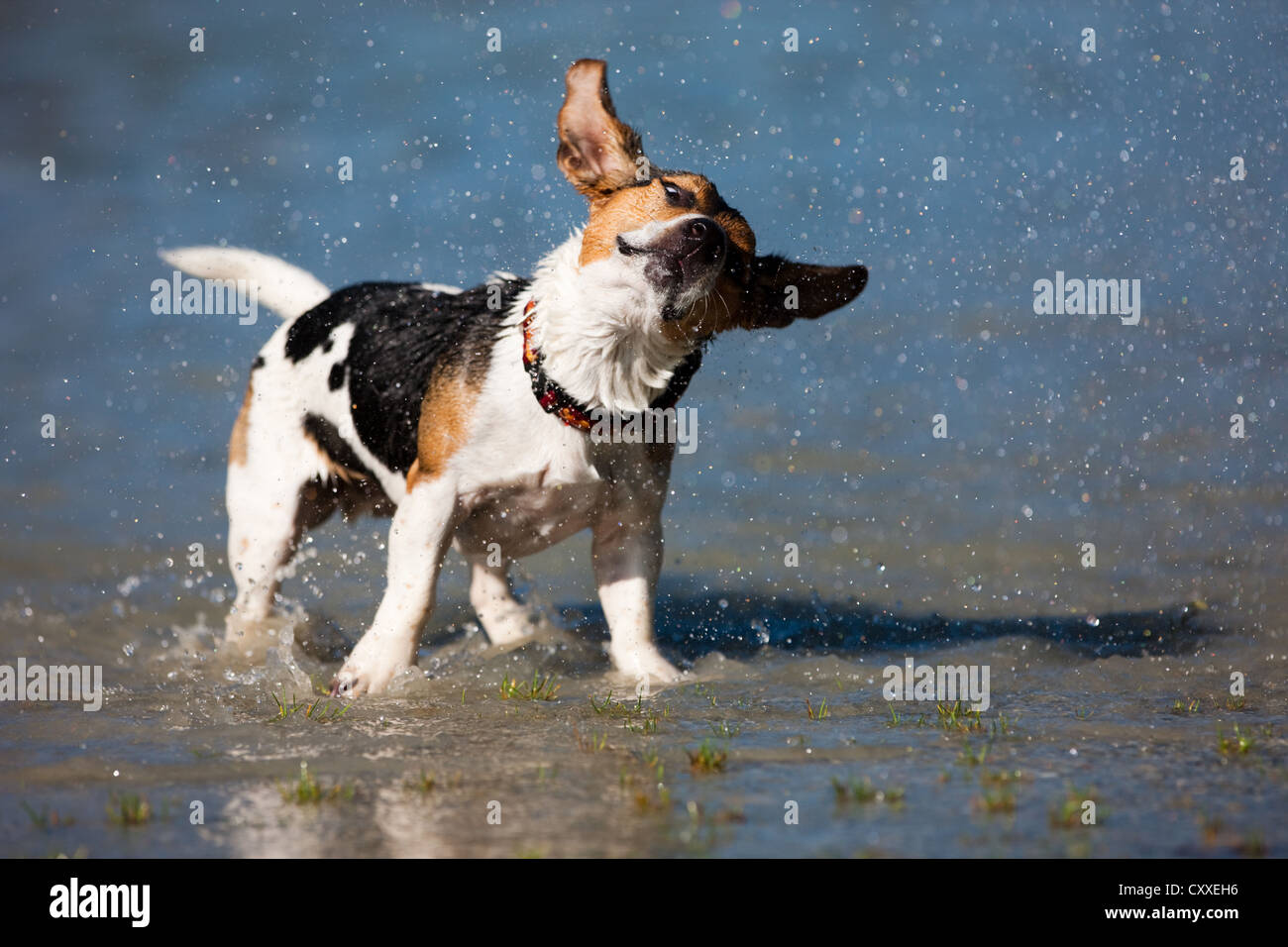 Is It Normal For A Jack Russell To Shake