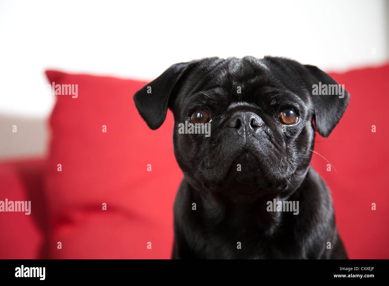Young black pug on a red sofa Stock Photo - Alamy