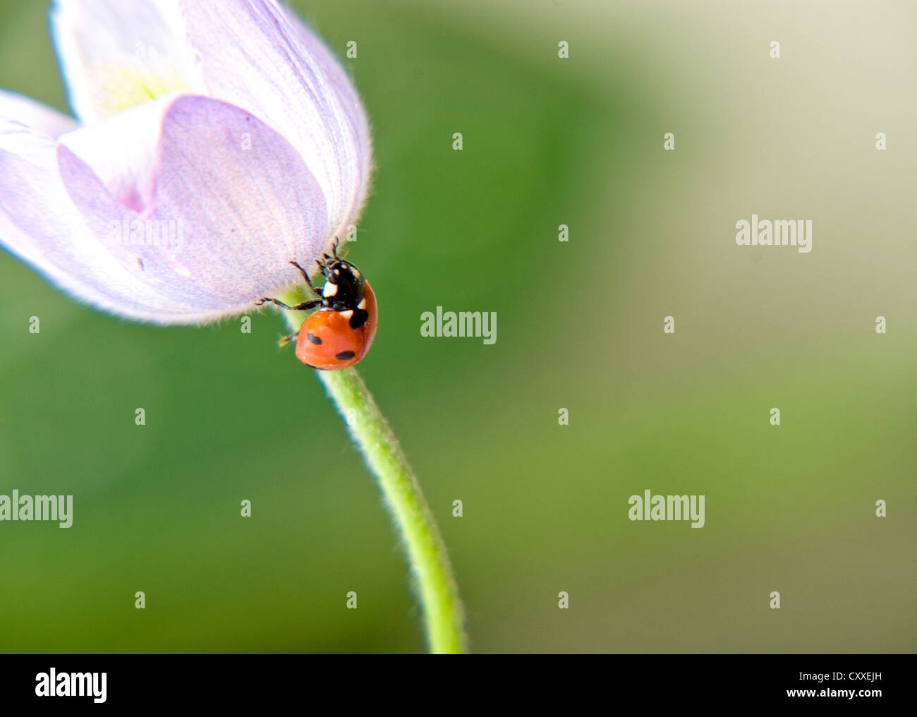 Ladybird and flower hi-res stock photography and images - Alamy