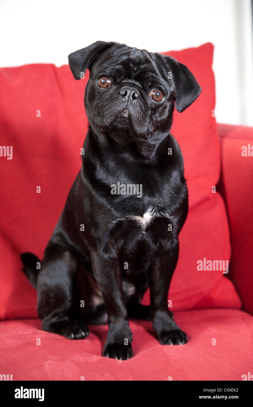 Young black pug sitting on a red sofa Stock Photo - Alamy