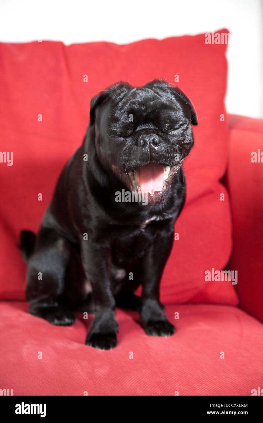 Young black pug sitting on a red sofa Stock Photo - Alamy