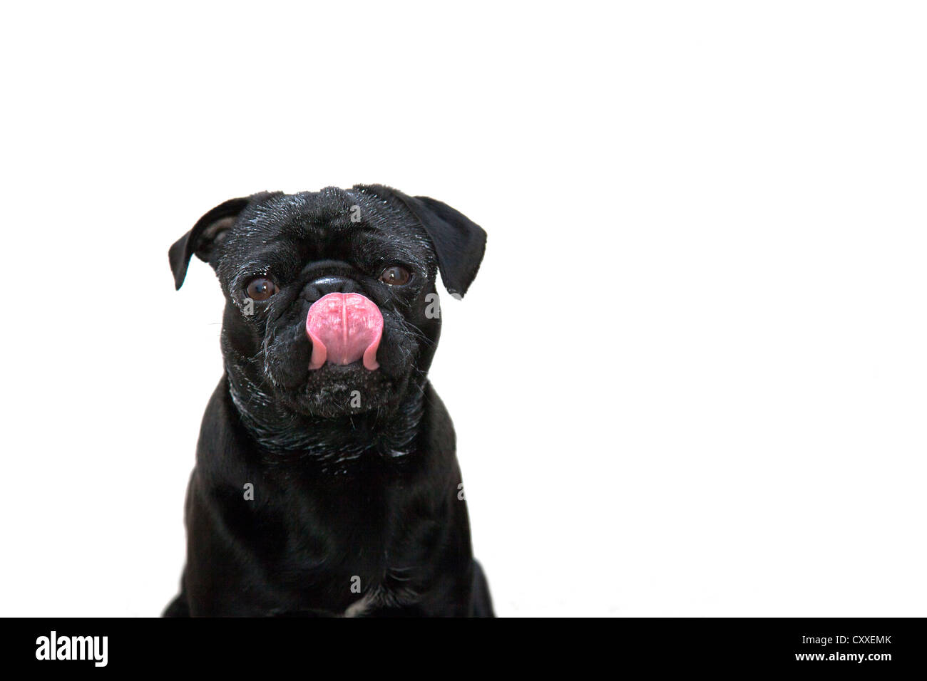 Young black pug dog licking its curd cheese covered snout Stock Photo ...