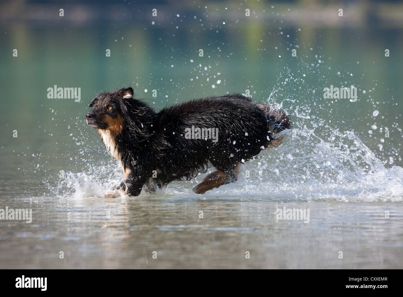 Australian Shepherd jumping in water, North Tyrol, Austria, Europe ...