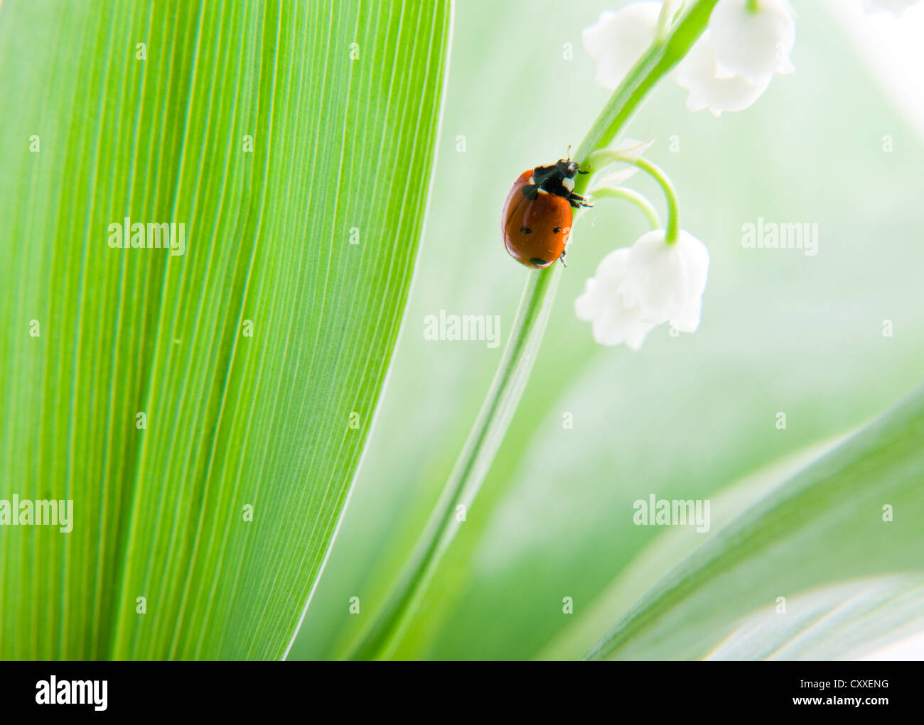 Ladybug lily of the valley flower hi-res stock photography and images ...