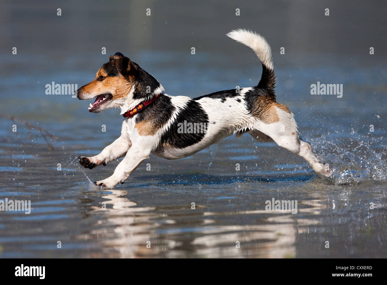 Jack Russell Terrier jumping in water, North Tyrol, Austria, Europe ...