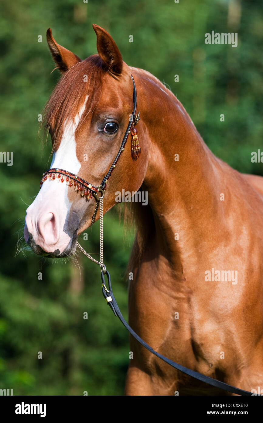 Chestnut Arabian Horse With Blaze