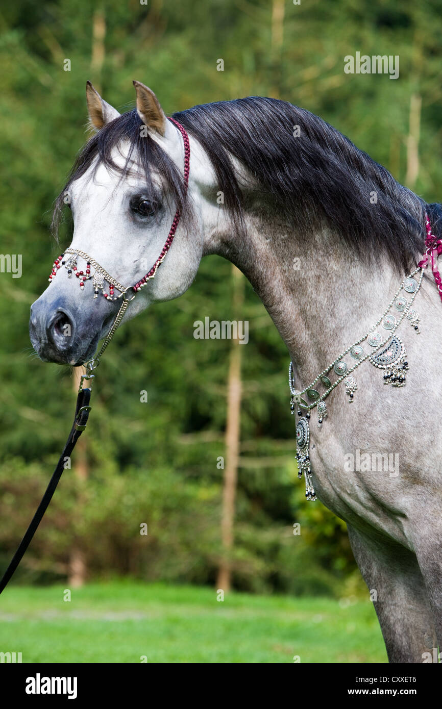 Dapple Grey Arabian Horse