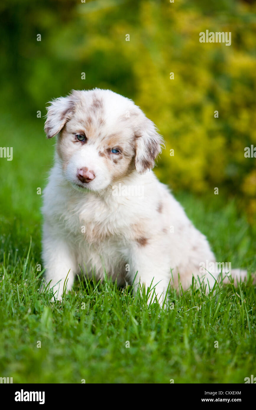Australian shepherd photos hi-res stock photography and images - Alamy