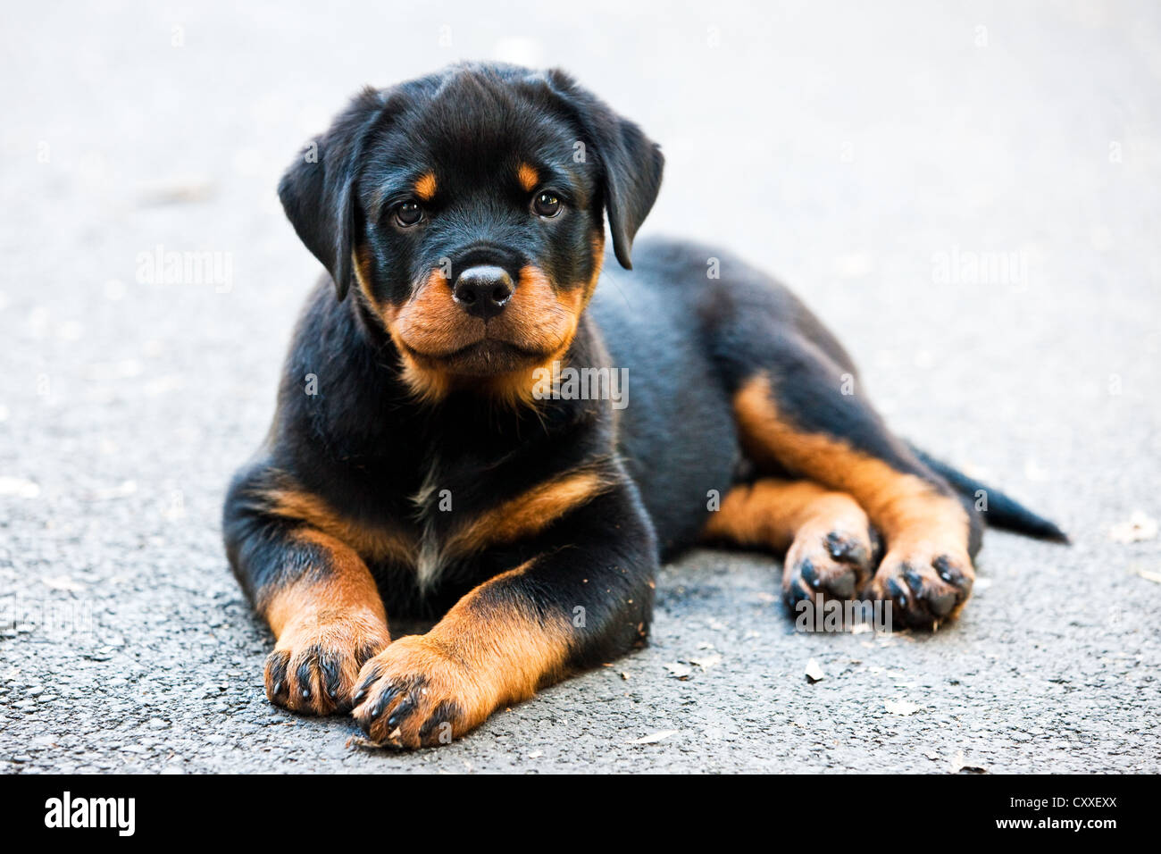 Rottweiler puppy lying on asphalt, North Tyrol, Austria, Europe Stock ...