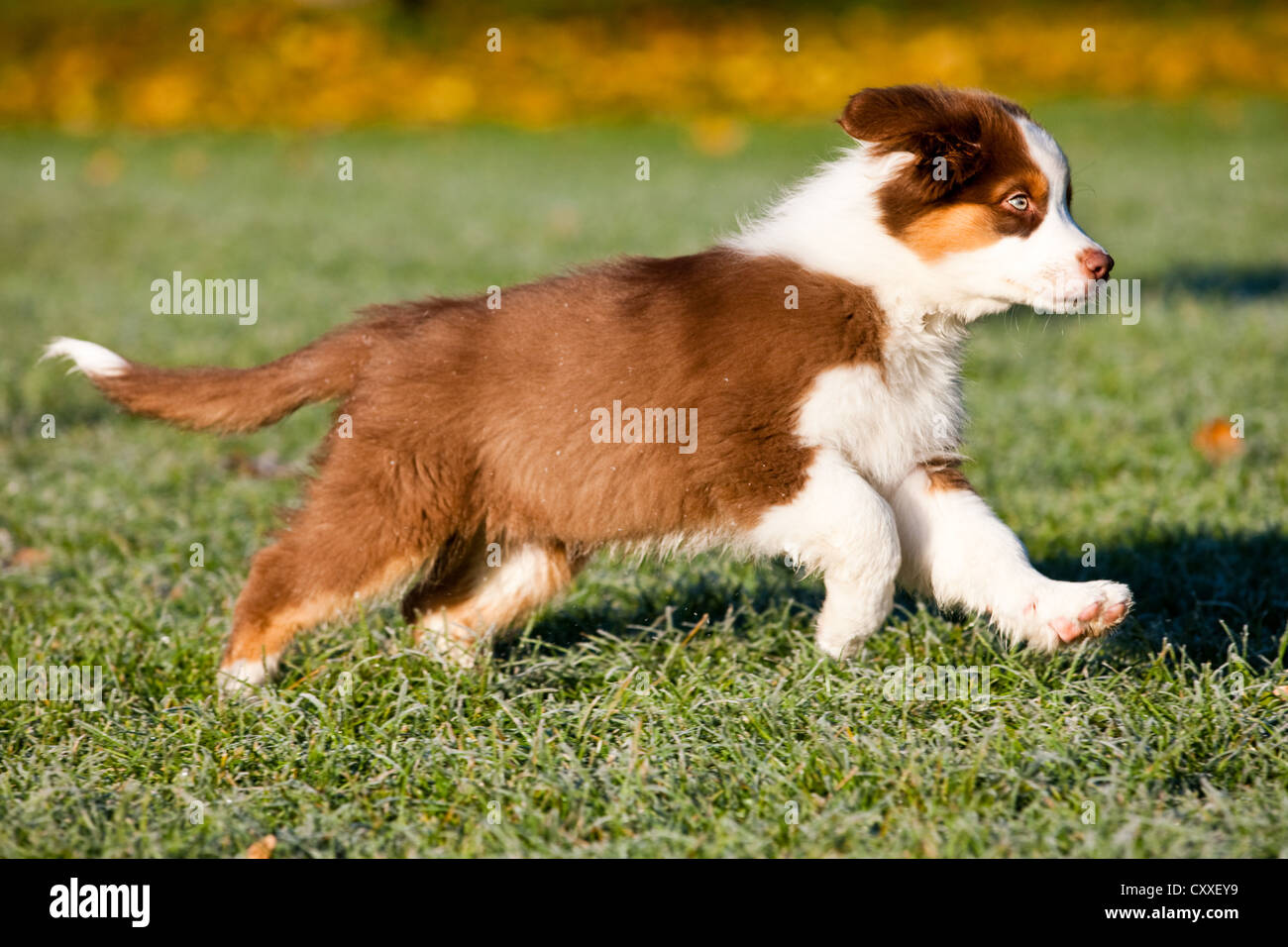 Australian shepherd puppy running hi-res stock photography and images ...