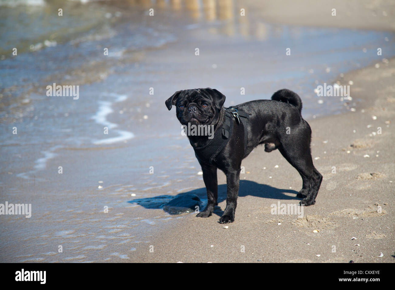 Black pug standing on a beach Stock Photo - Alamy