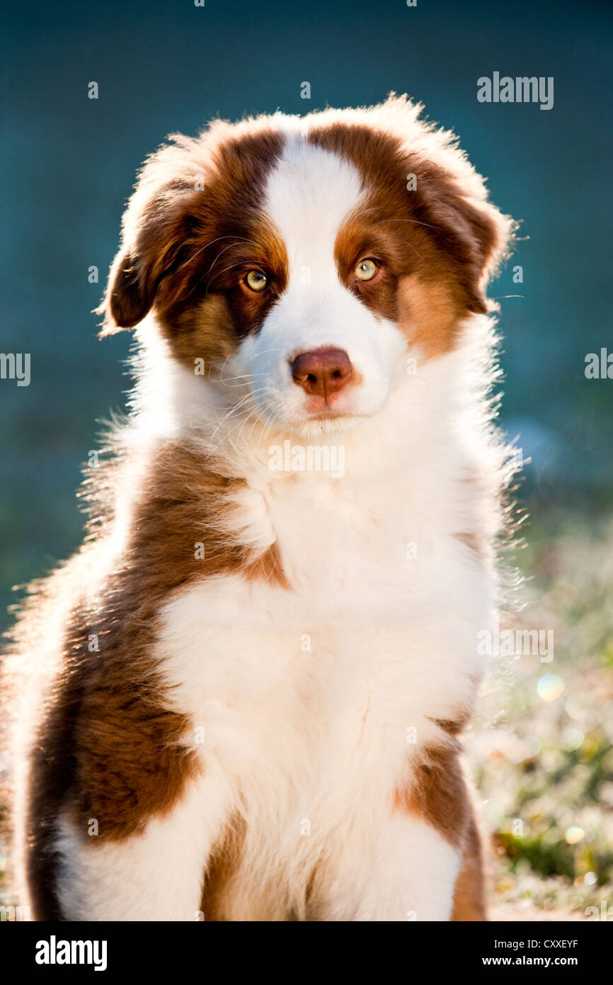 Australian Shepherd puppy sitting in a meadow with backlighting, North ...