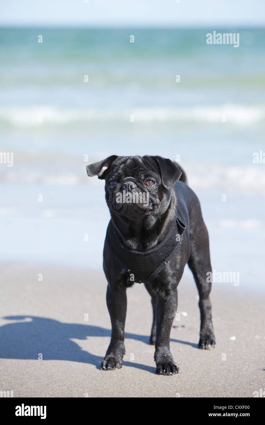 Black pug standing on a beach Stock Photo - Alamy