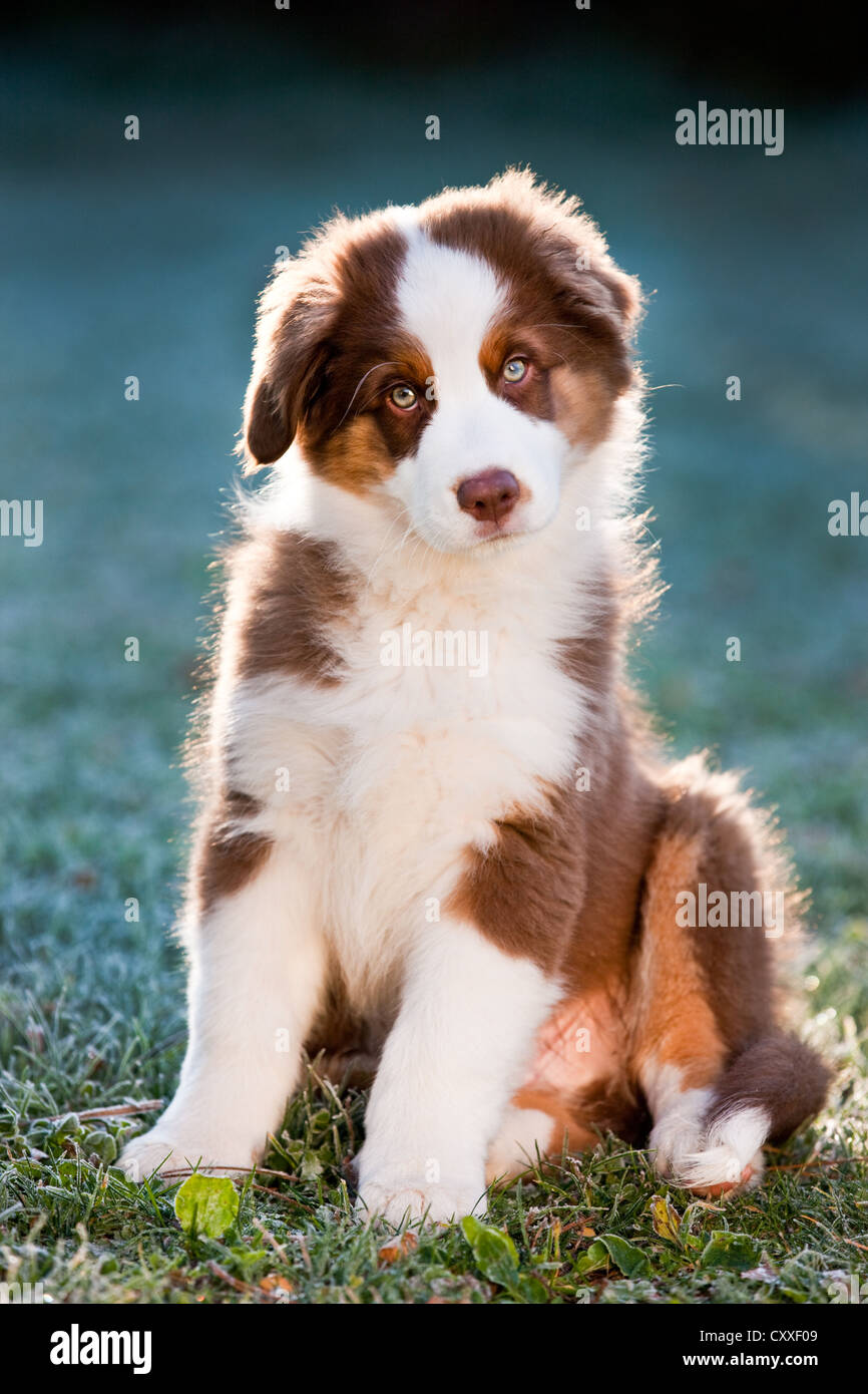 Australian shepherd photos hi-res stock photography and images - Alamy