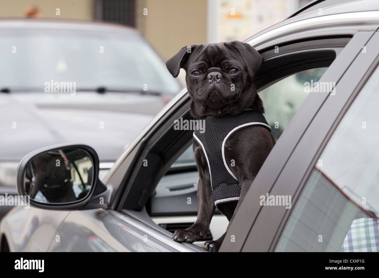 Young black pug looking out of a car window Stock Photo - Alamy
