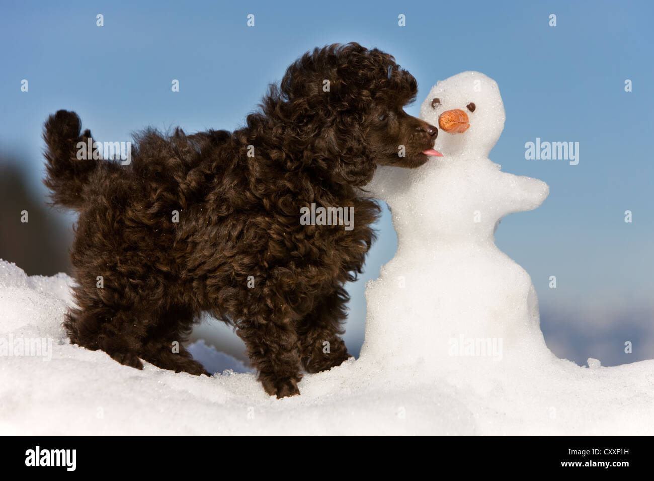 Toy Poodle puppy playing with a snowman, North Tyrol, Austria, Europe ...