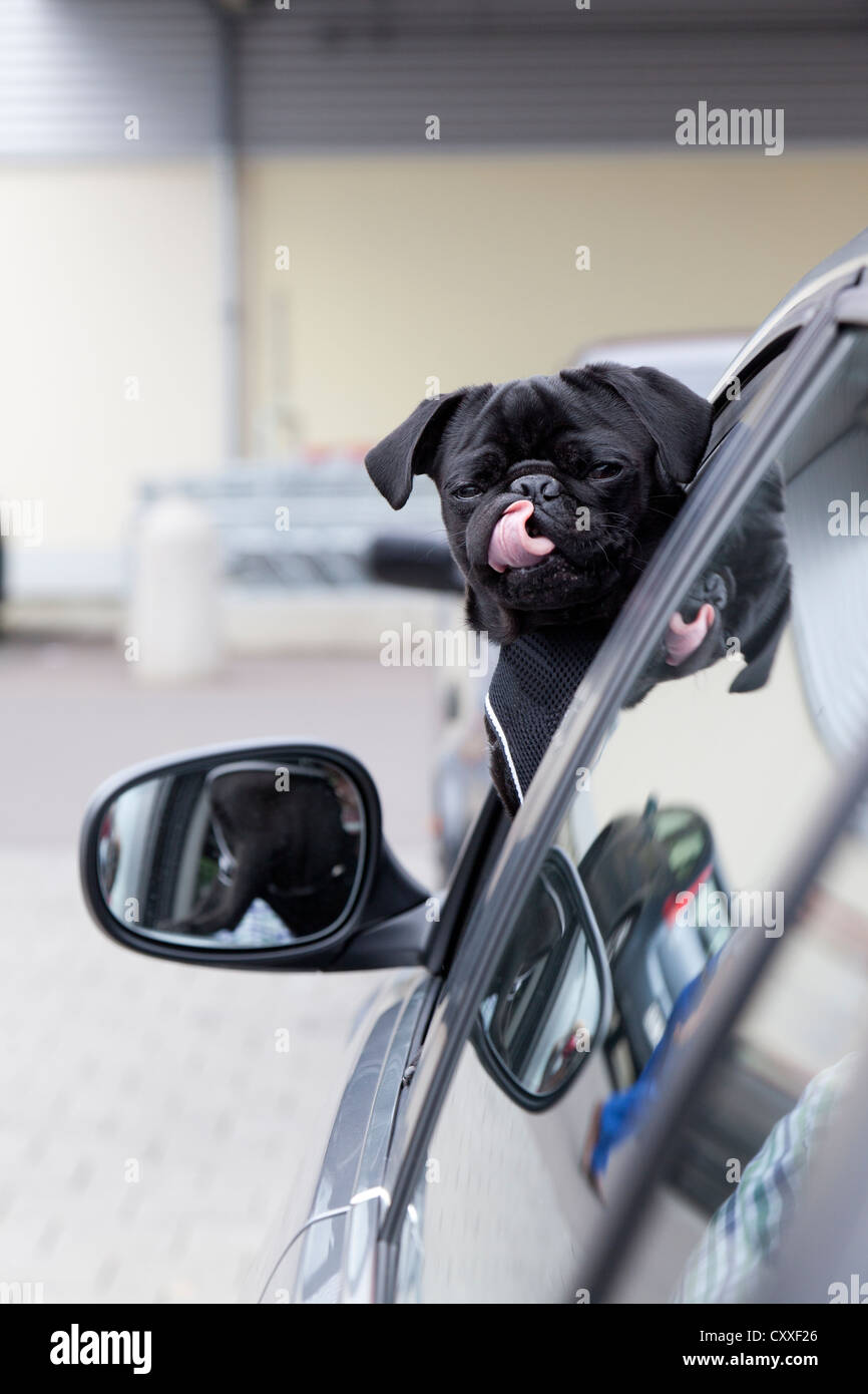 Young black pug looking out of a car window and licking his nose Stock ...