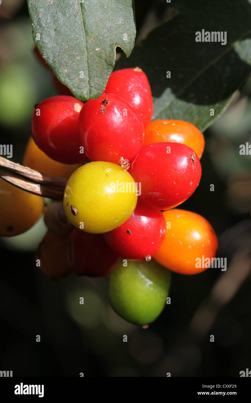 Fruits of Black Bryony (Tamus communis Stock Photo - Alamy