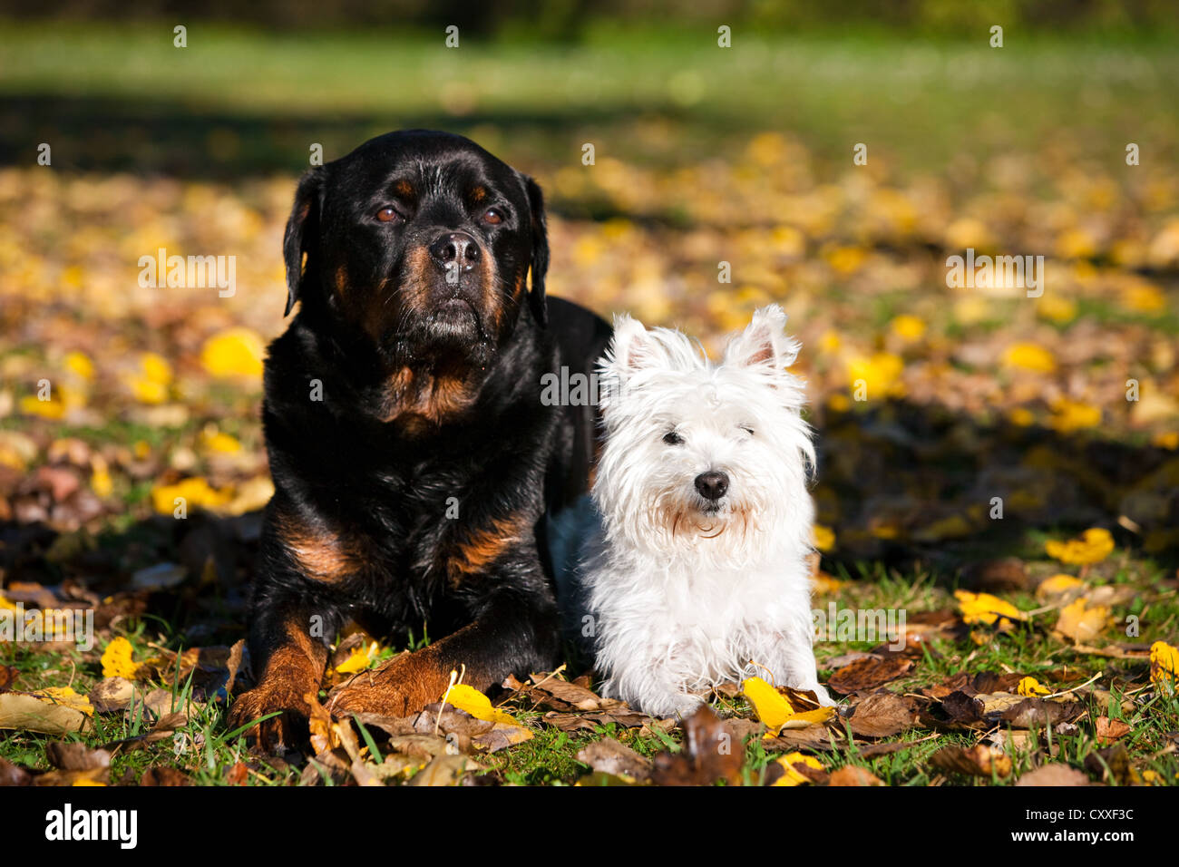Rottweiler fall hi-res stock photography and images - Alamy