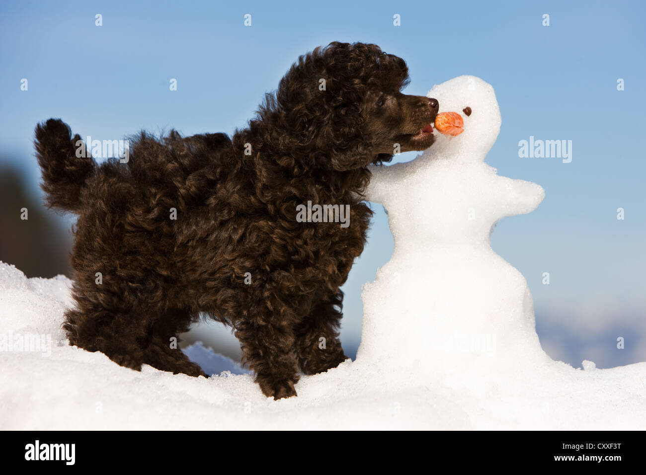 Toy Poodle puppy playing with a snowman, North Tyrol, Austria, Europe ...