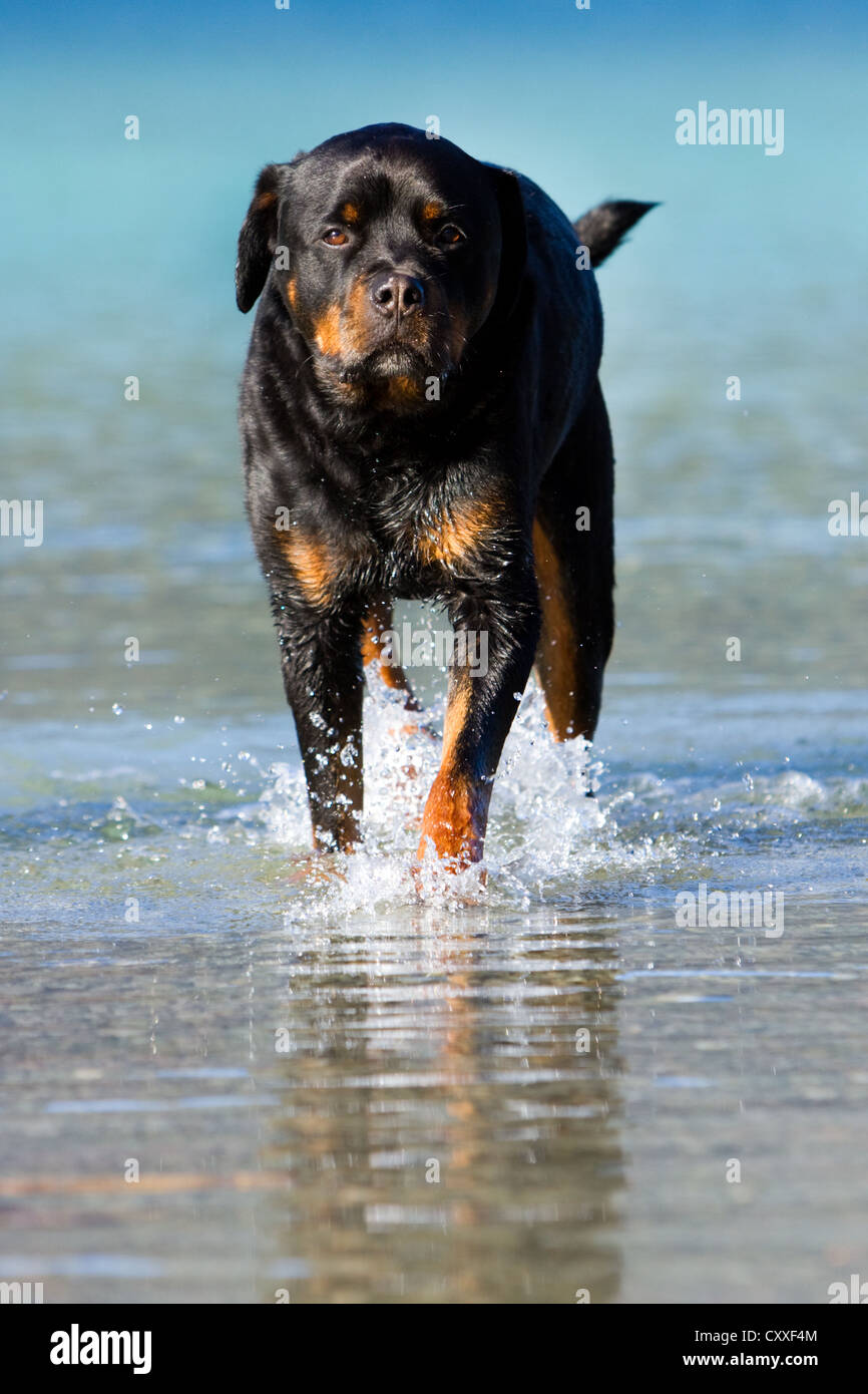 Rottweiler walking in the water, North Tyrol, Austria, Europe Stock ...