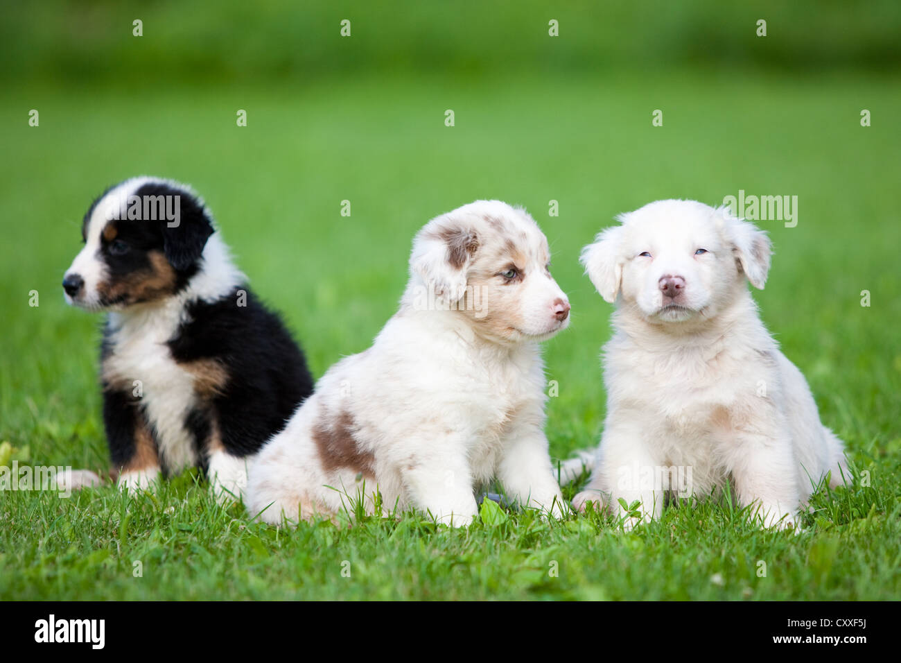 Australian Shepherds, puppies sitting in a meadow, northern Tyrol ...