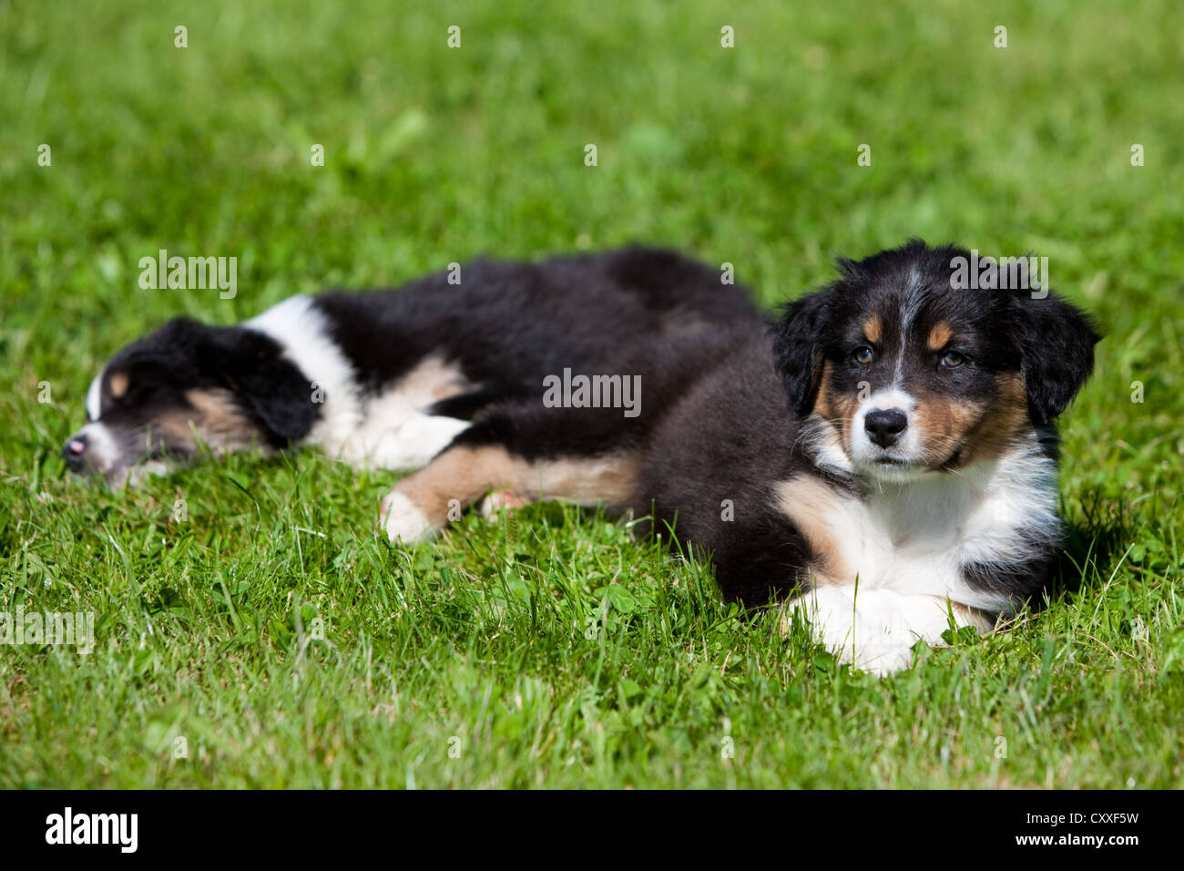 Australian Shepherds, puppies lying in a meadow, northern Tyrol ...