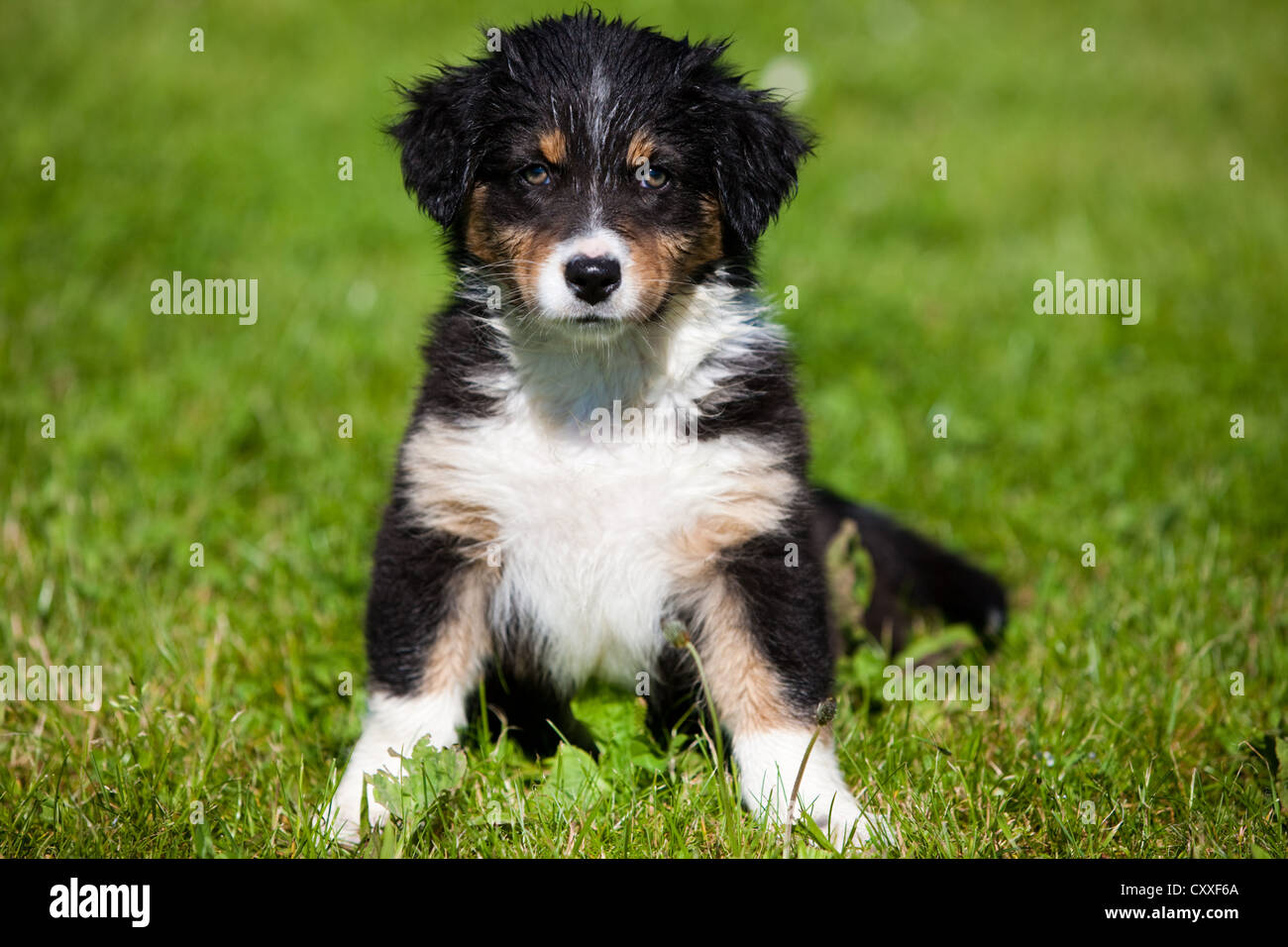 Australian Shepherd, puppy sitting in a meadow, northern Tyrol, Austria ...