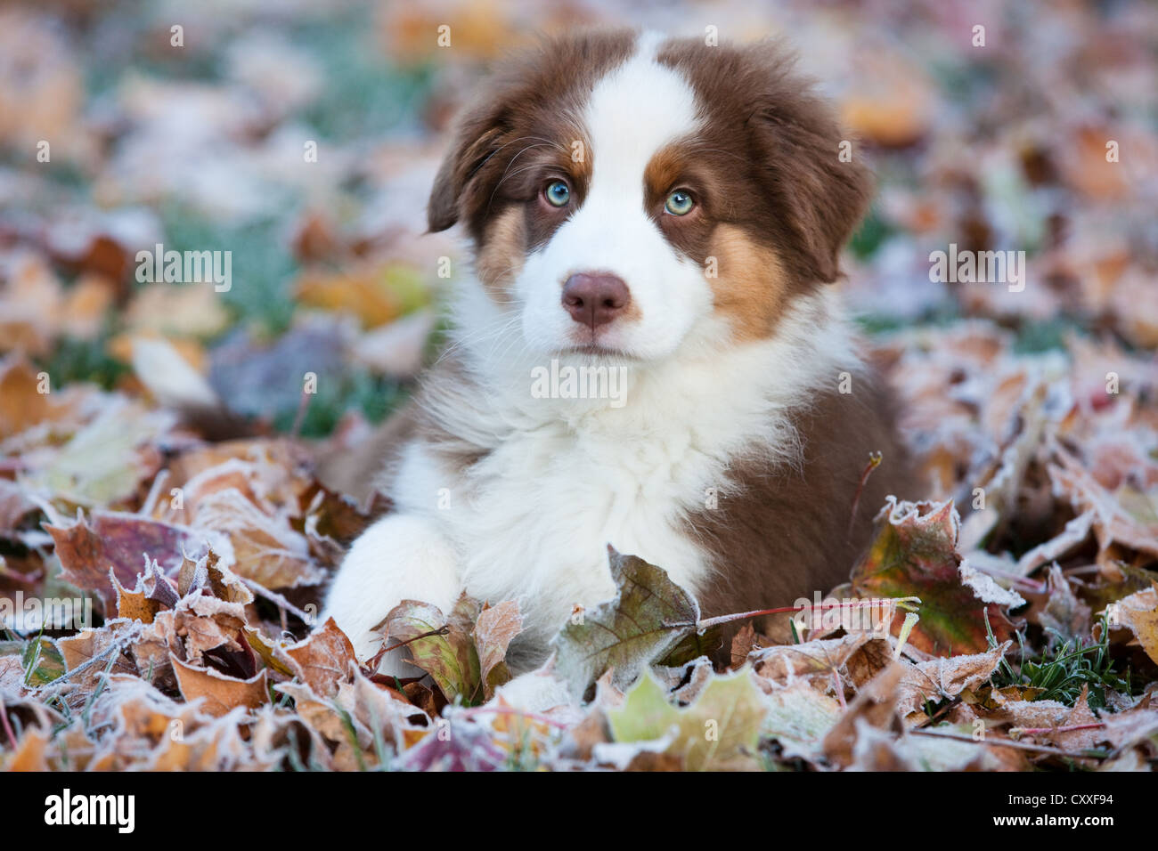 Australian shepherd puppy autumn hi-res stock photography and images ...