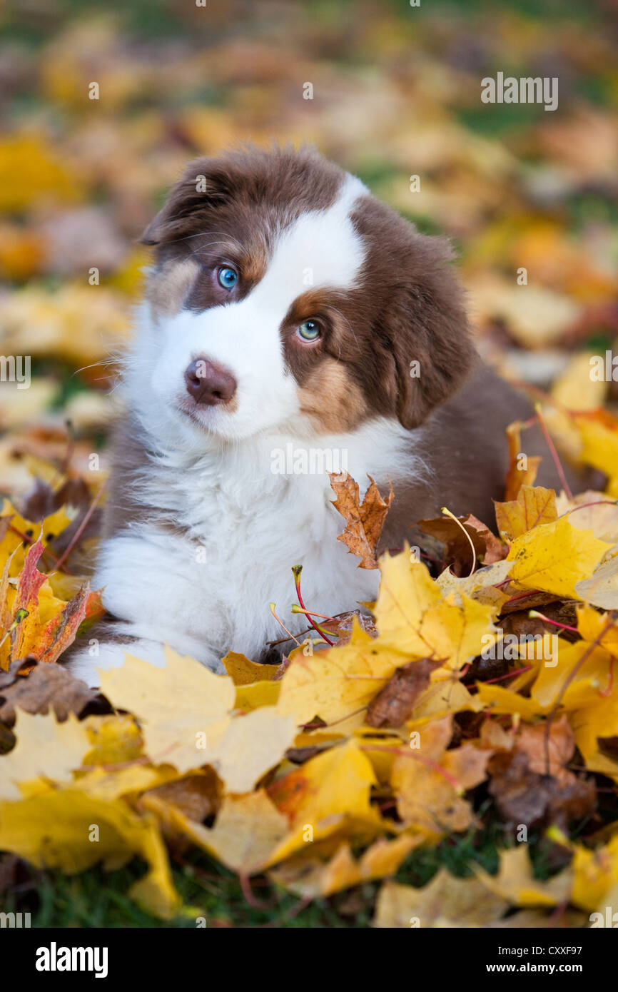 Australian Shepherd puppy lying in autumn foliage, North Tyrol, Austria ...
