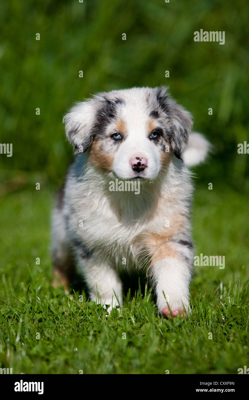 Australian shepherd puppy standing hi-res stock photography and images ...