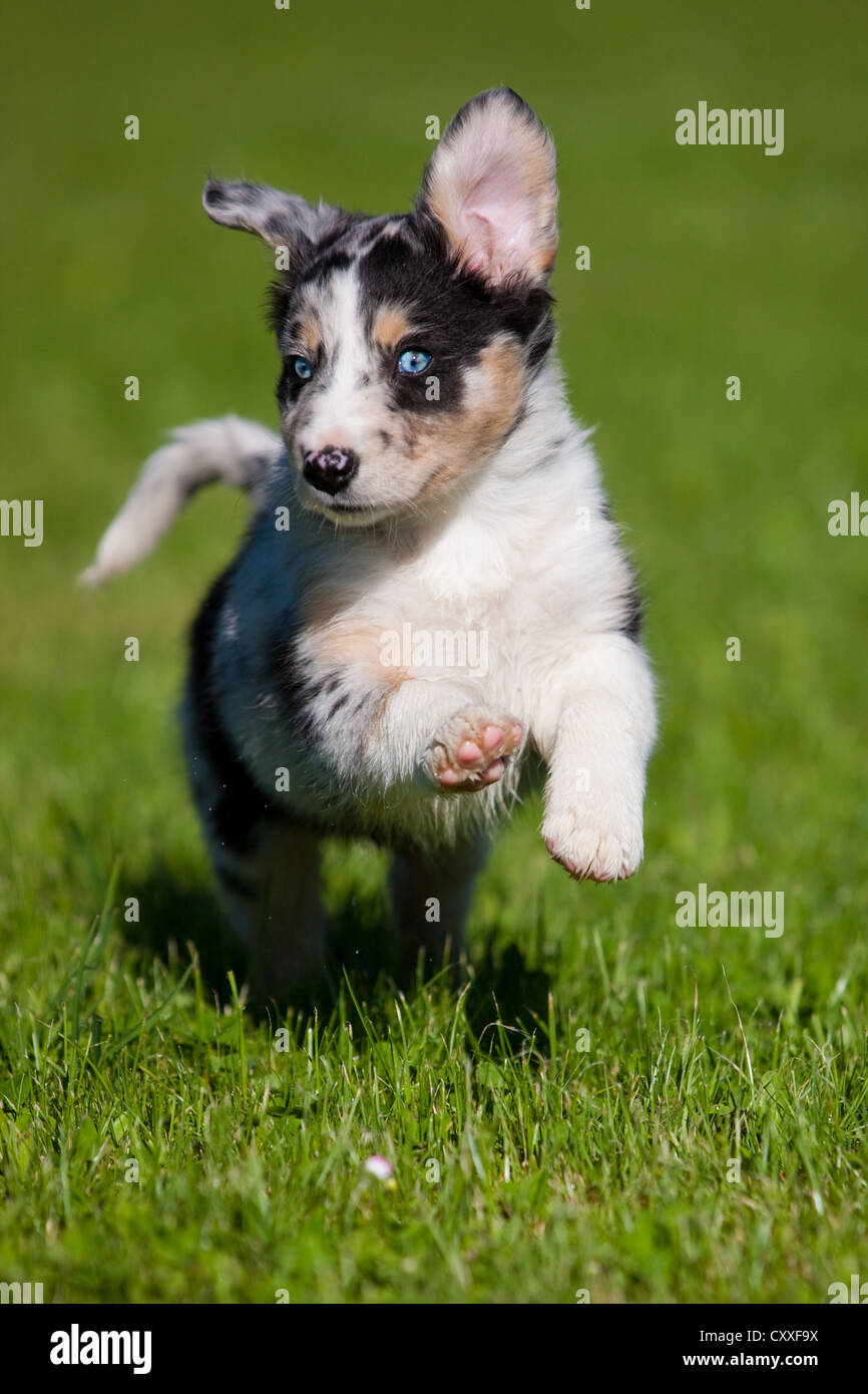 Australian shepherd puppy running hi-res stock photography and images ...
