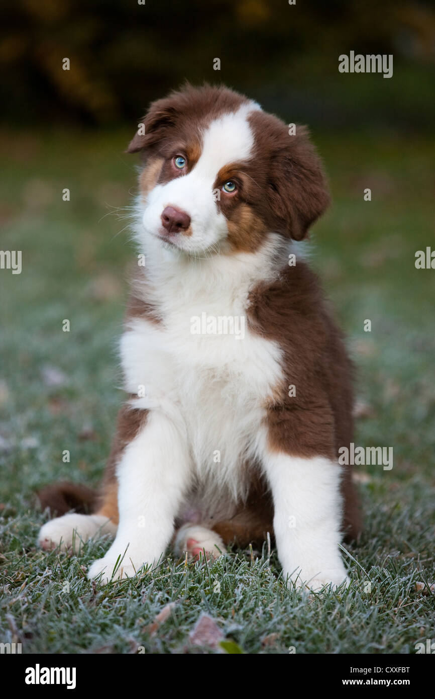 Australian shepherd photos hi-res stock photography and images - Alamy