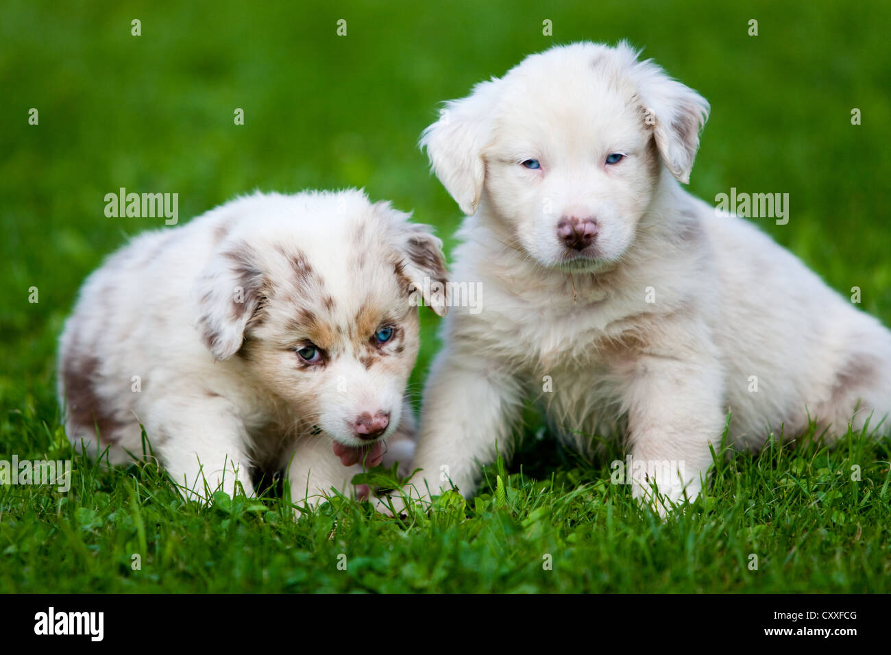 Australian Shepherds, puppies sitting in a meadow, northern Tyrol ...
