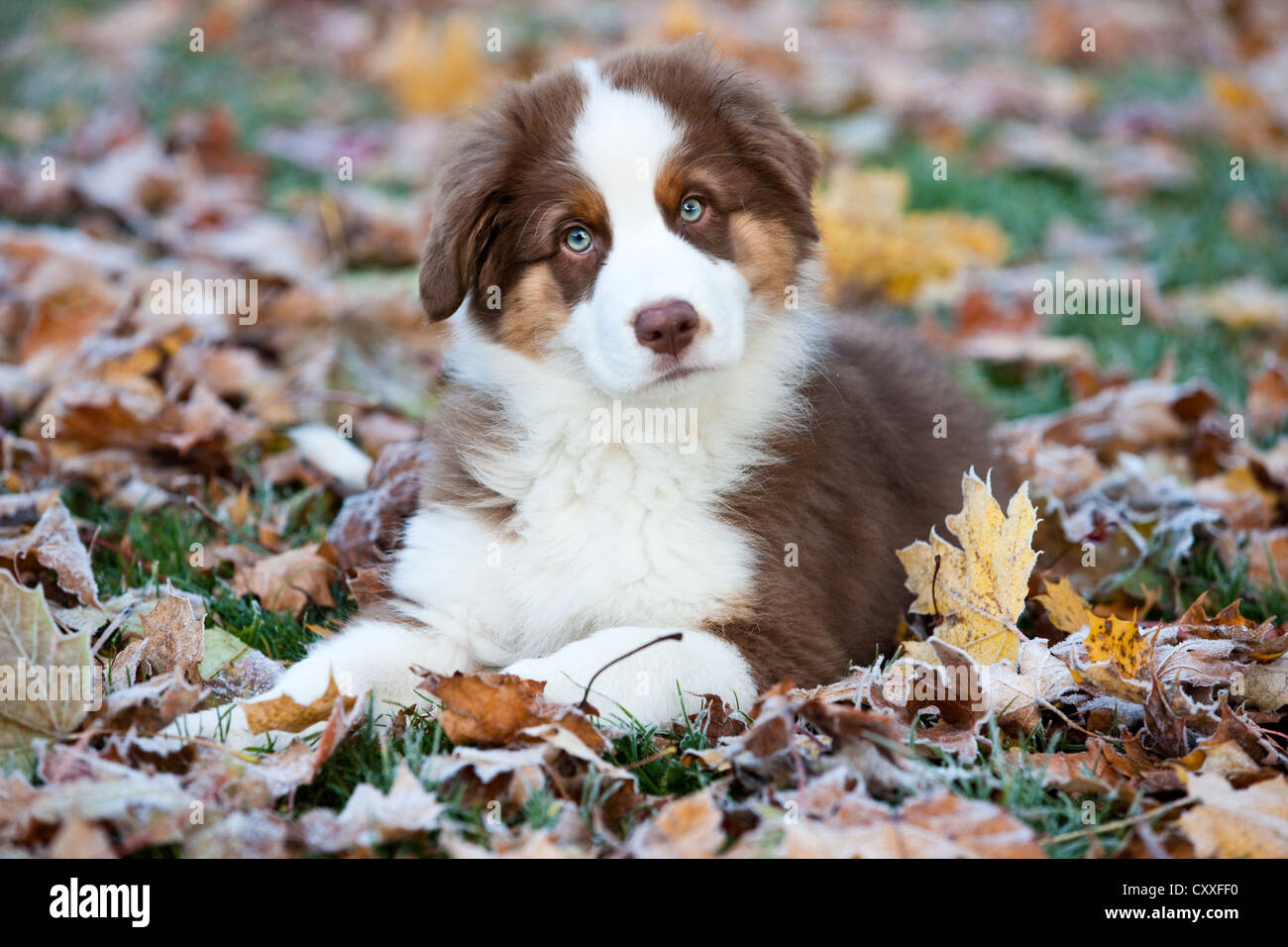 Australian shepherd puppy autumn hi-res stock photography and images ...