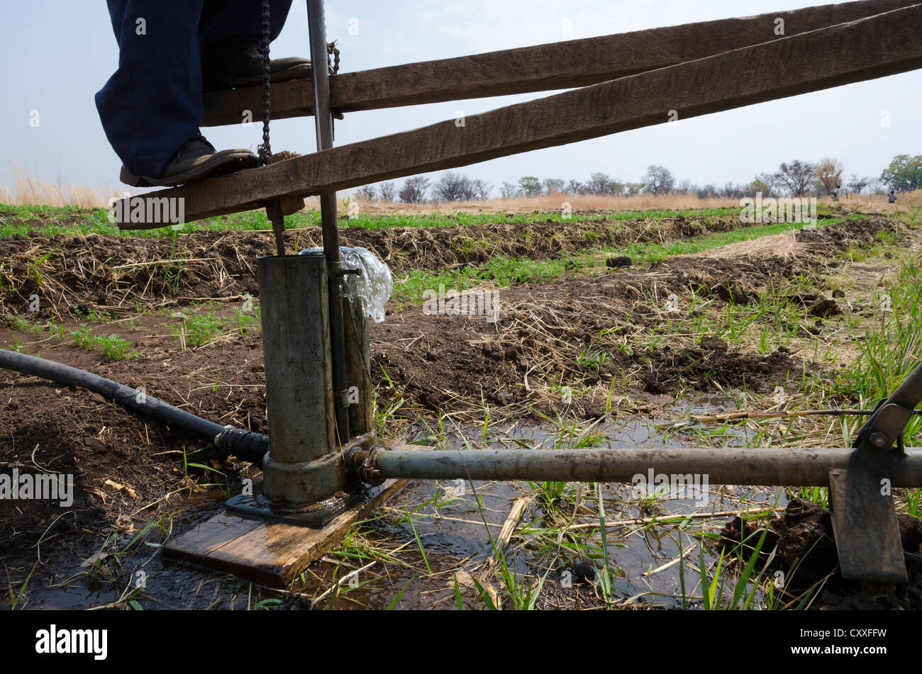 Smallholder farmer irrigating his field with a treadle pump ...