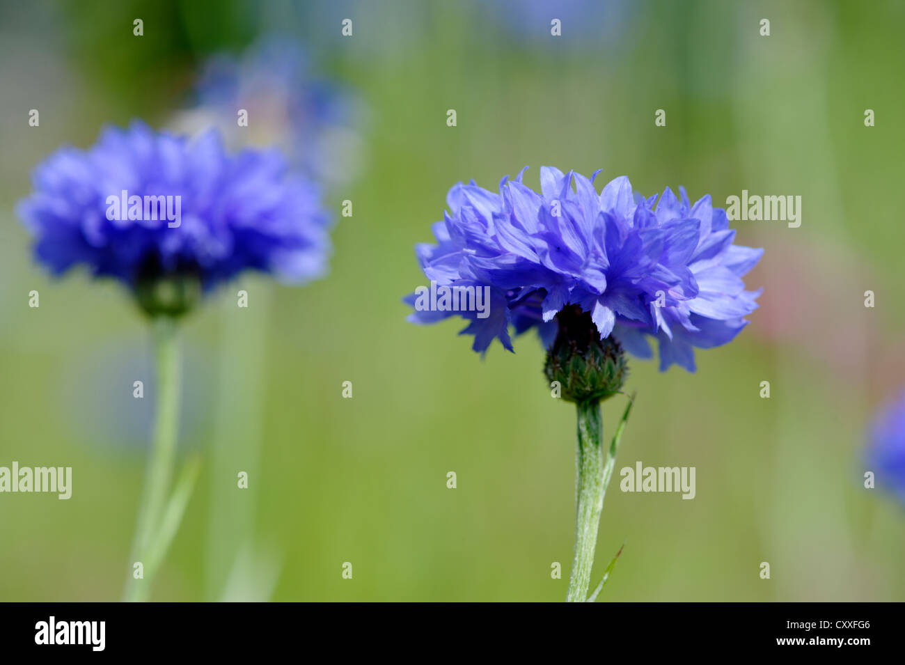 Bee pasture with cornflowers (Centaurea cyanus Stock Photo - Alamy