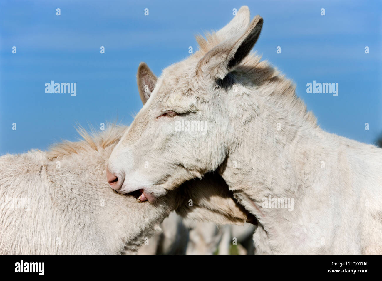 White donkeys grooming each other, Lake Neusiedl National Park ...