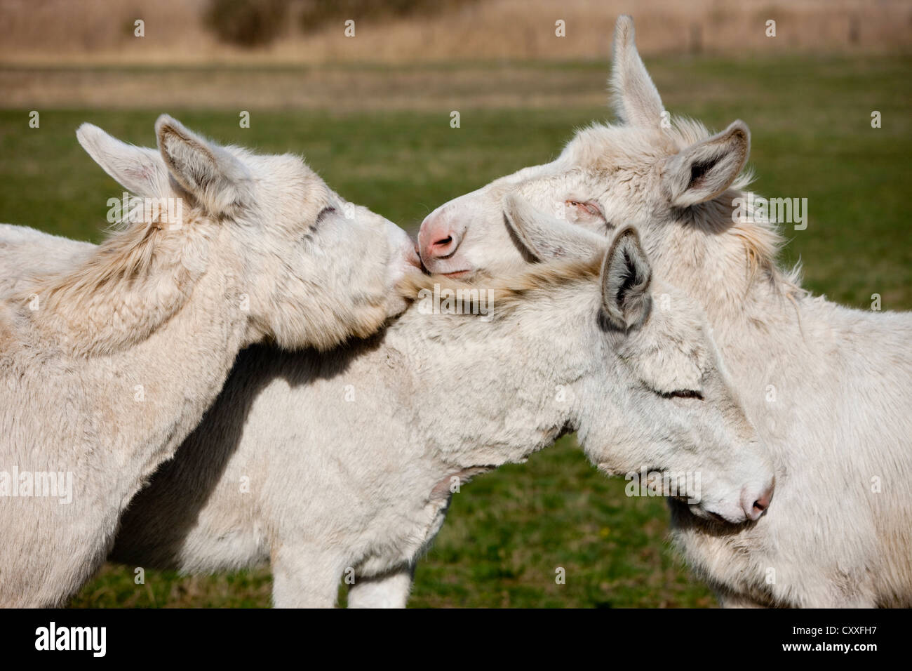 White donkeys grooming each other, Lake Neusiedl National Park ...