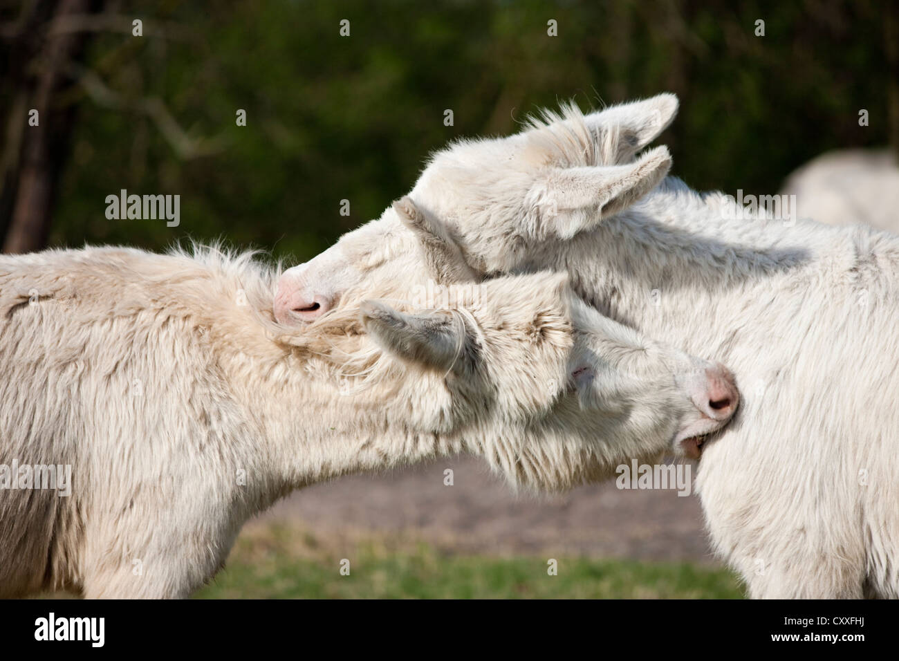 White donkeys grooming each other, Lake Neusiedl National Park ...
