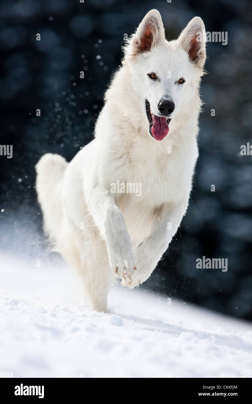 White Shepherd dog running on snow, North Tyrol, Austria, Europe Stock ...