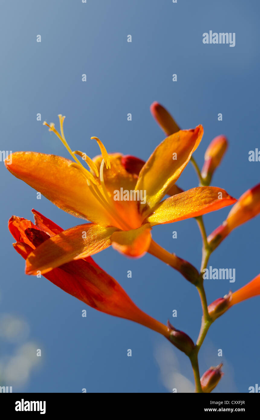 Crocosmia genus Iridaceae coppertips falling stars montbretia flowers ...