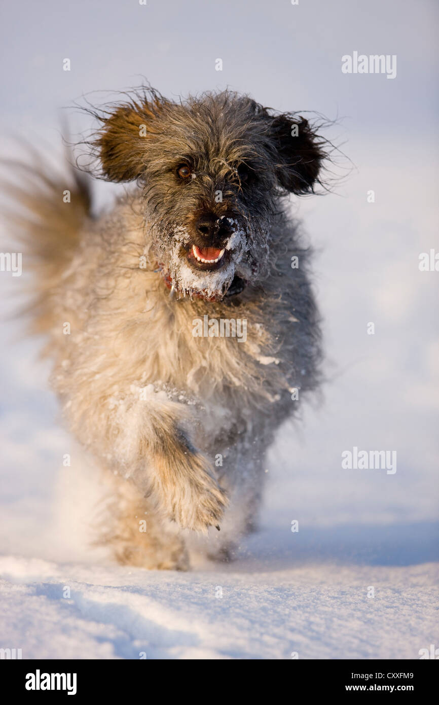 Pyrenean Shepherd dog, Berger des Pyrenees, running on snow, North ...