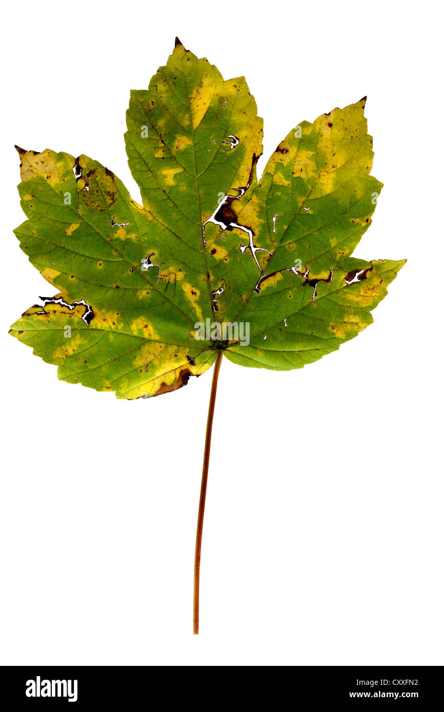 Withering trees hi-res stock photography and images - Alamy