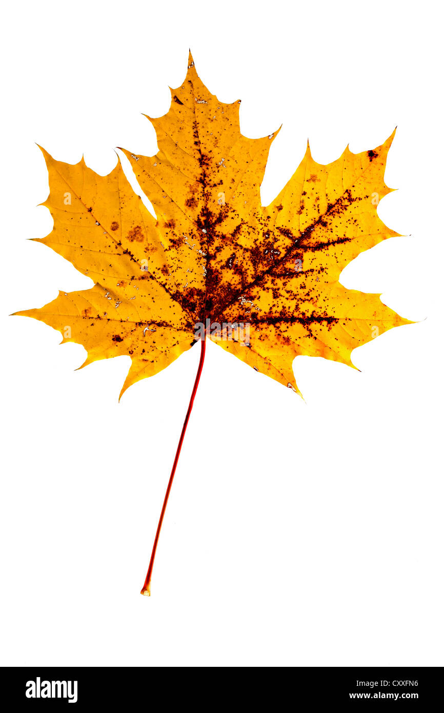 Yellow acer foliage Cut Out Stock Images & Pictures - Alamy