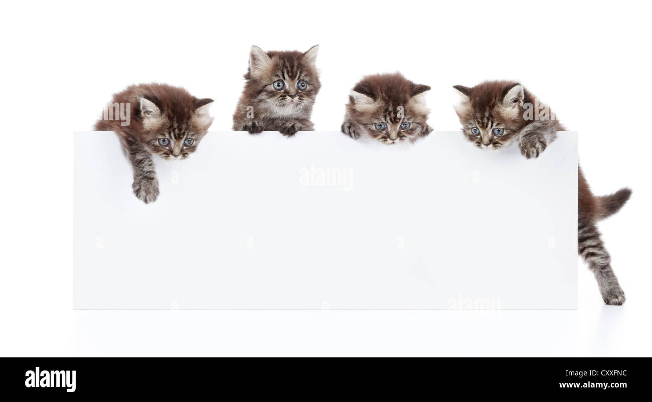 Four cats hi-res stock photography and images - Alamy